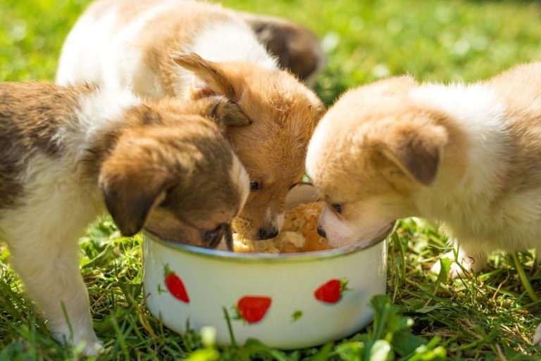 Comida casera para cachorros | de 0 a 12 meses | BARF y Cocinada
