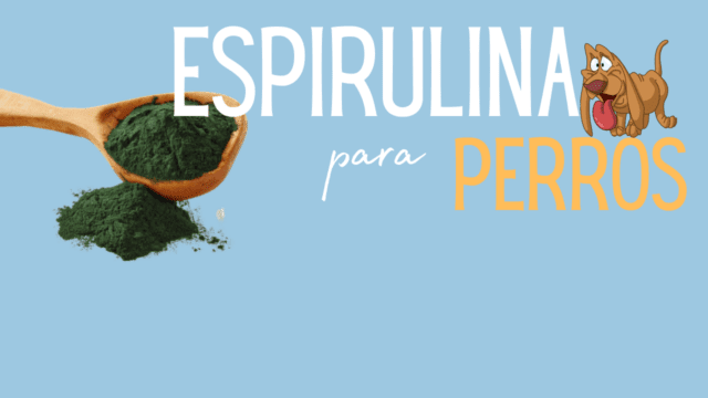 Espirulina para perros: beneficios y contraindicaciones | RECETAS BARF