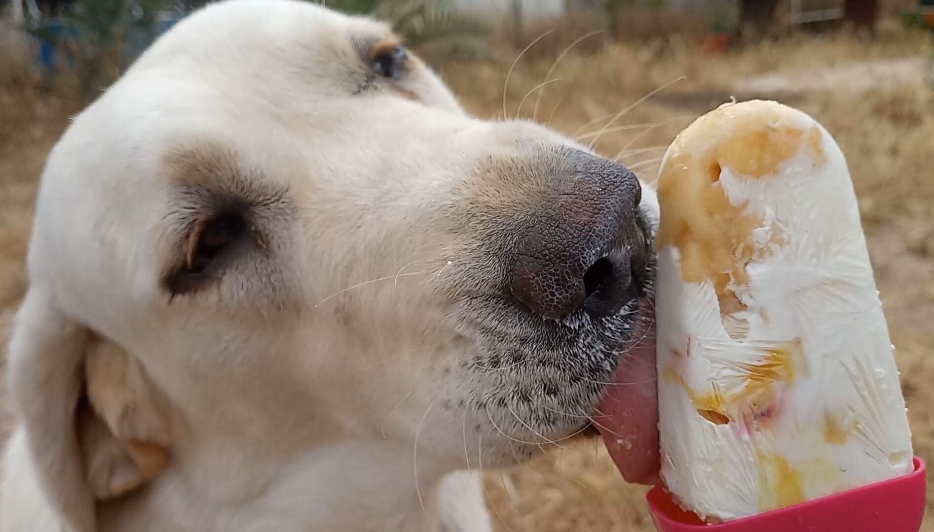 ¿Cuáles helados sí puede comer tu perro? | RECETAS BARF
