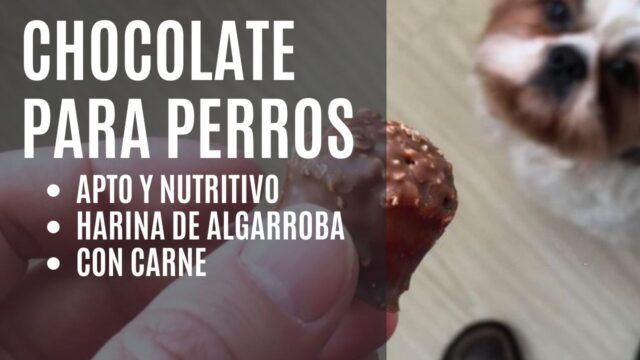 Chocolate para perros 100% Apto | RECETAS BARF