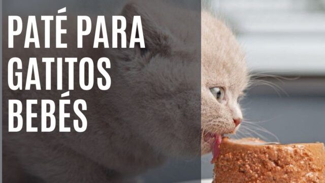 Paté para gatos bebés | RECETAS BARF