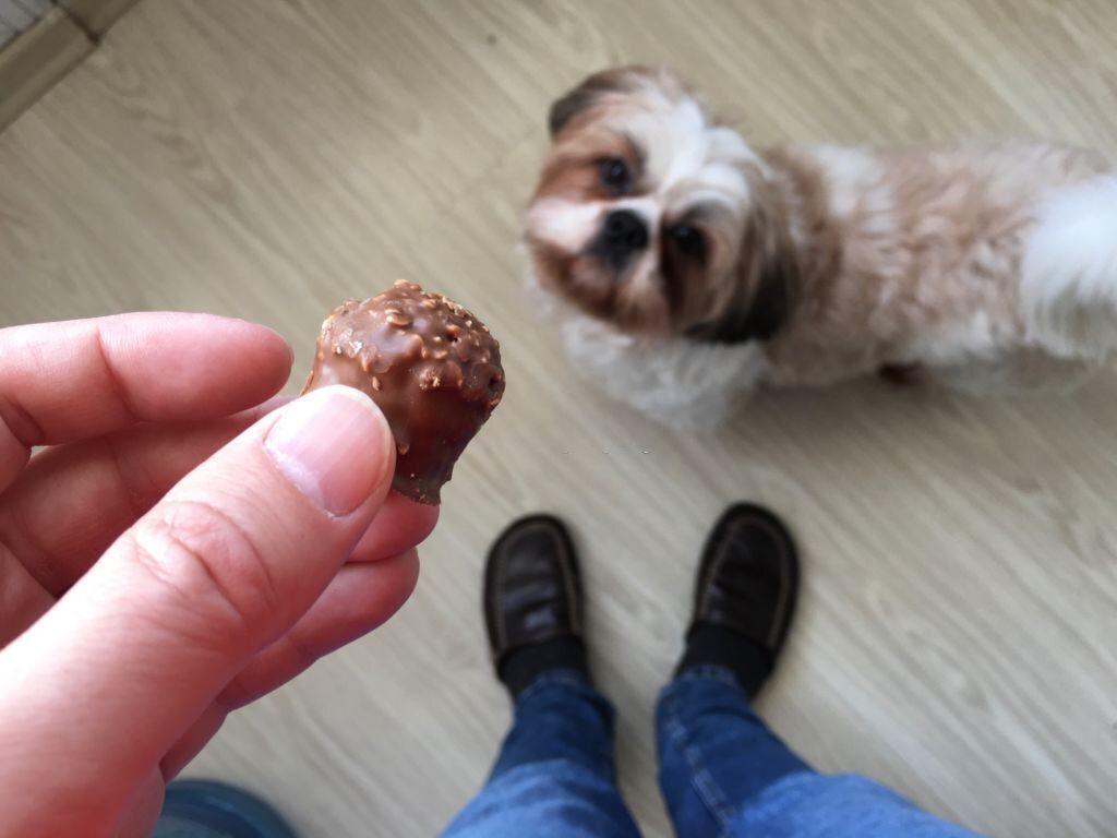 Chocolate para perros 100% Apto | RECETAS BARF