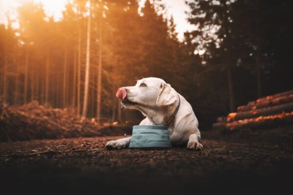Bebidas para perros | RECETAS BARF