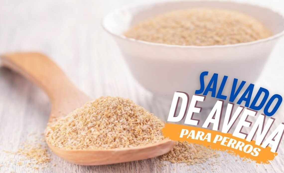 Salvado de avena para perros, ¿es un buen complemento? | RECETAS BARF