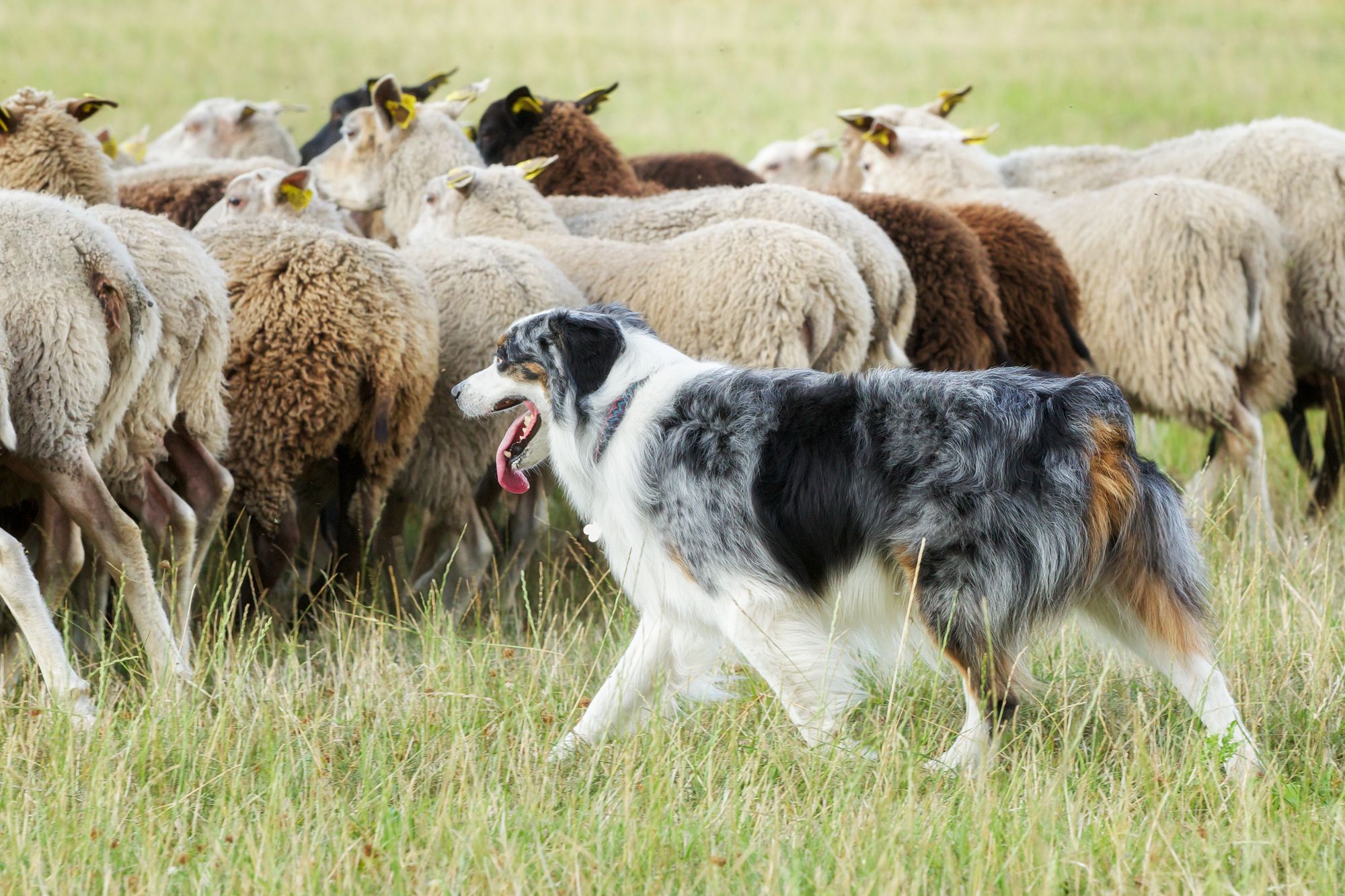 Border Collie: La guía esencial para cuidar a tu mascota | RECETAS BARF
