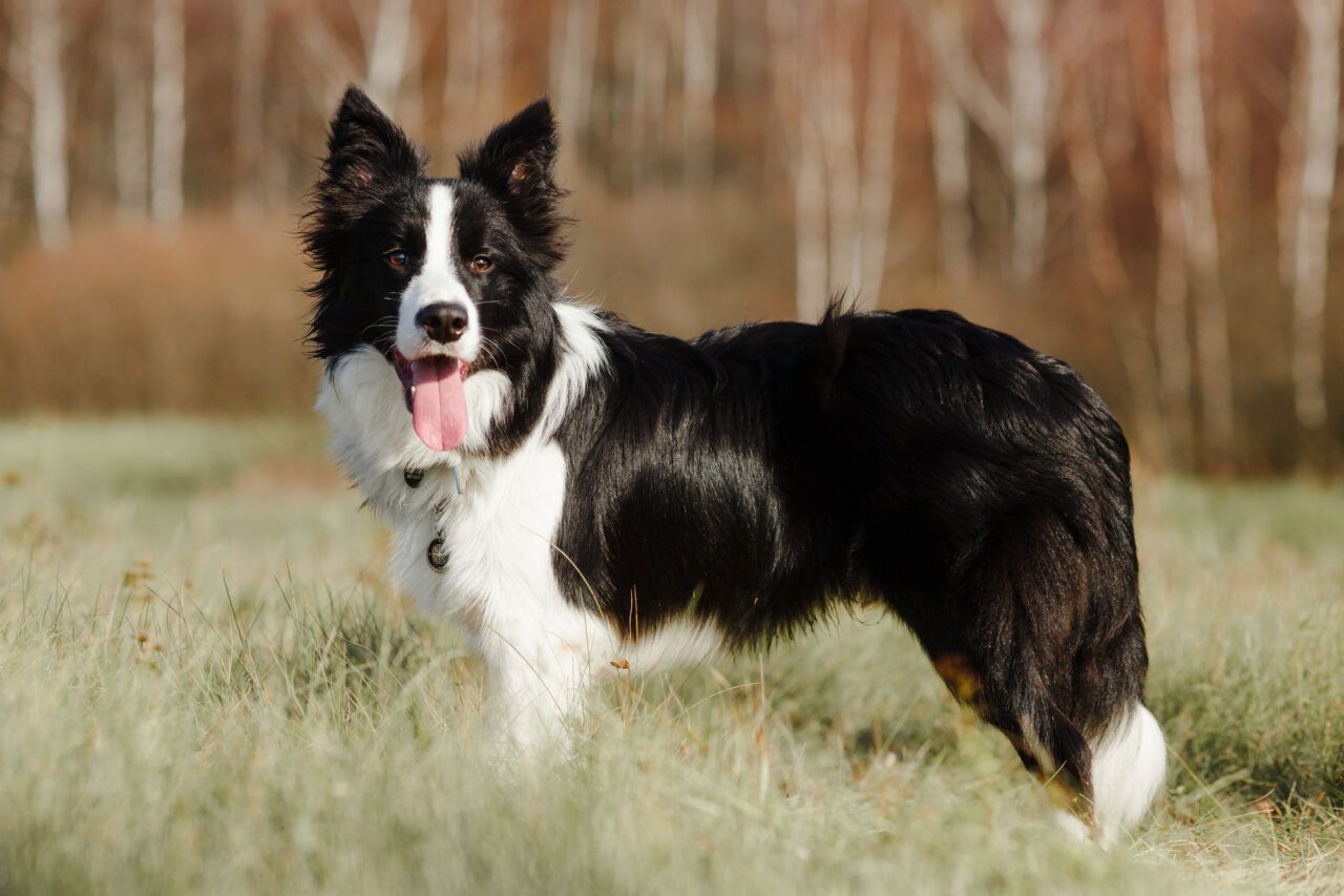 Border Collie: La guía esencial para cuidar a tu mascota | RECETAS BARF