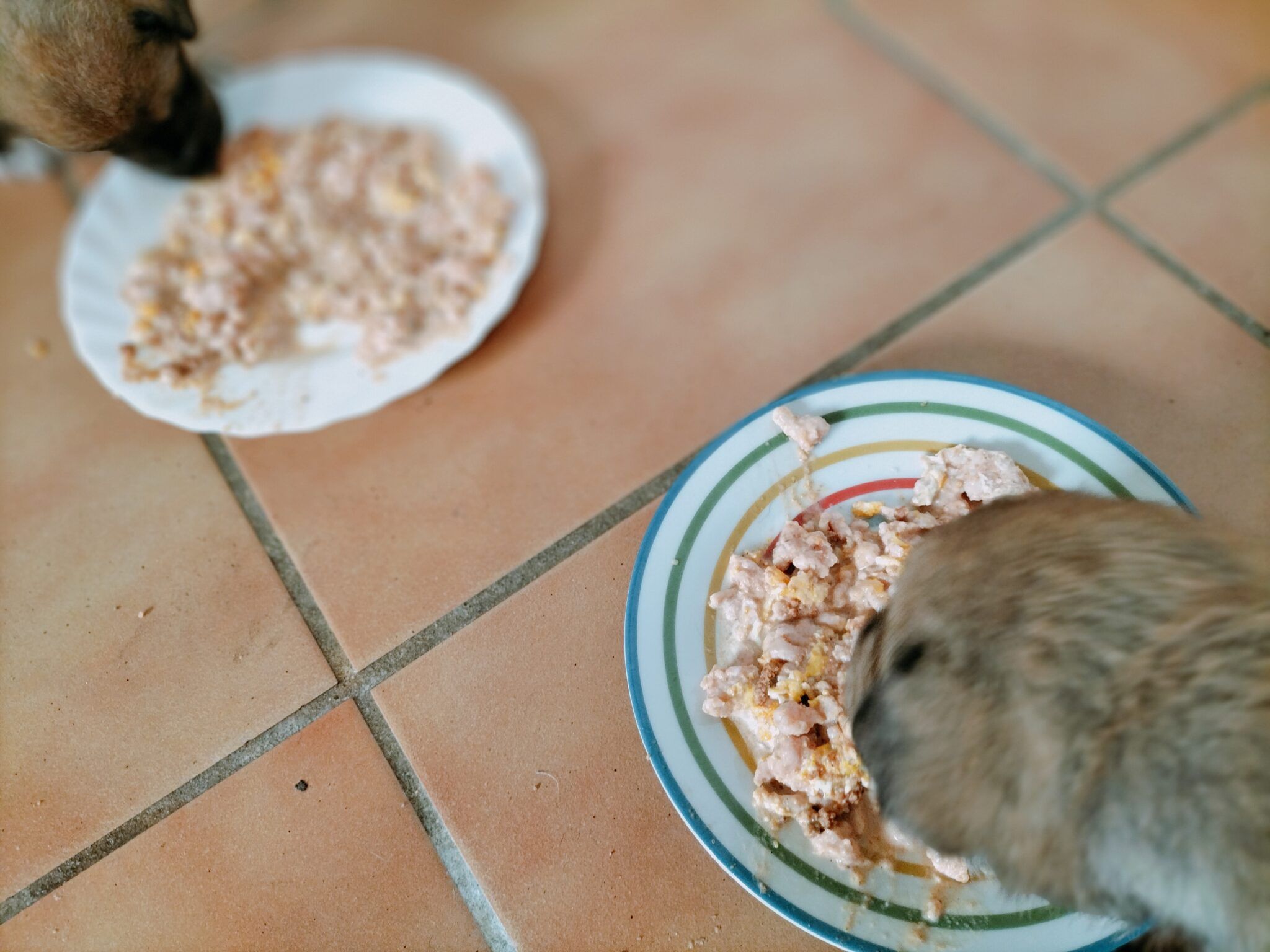 Recetas BARF