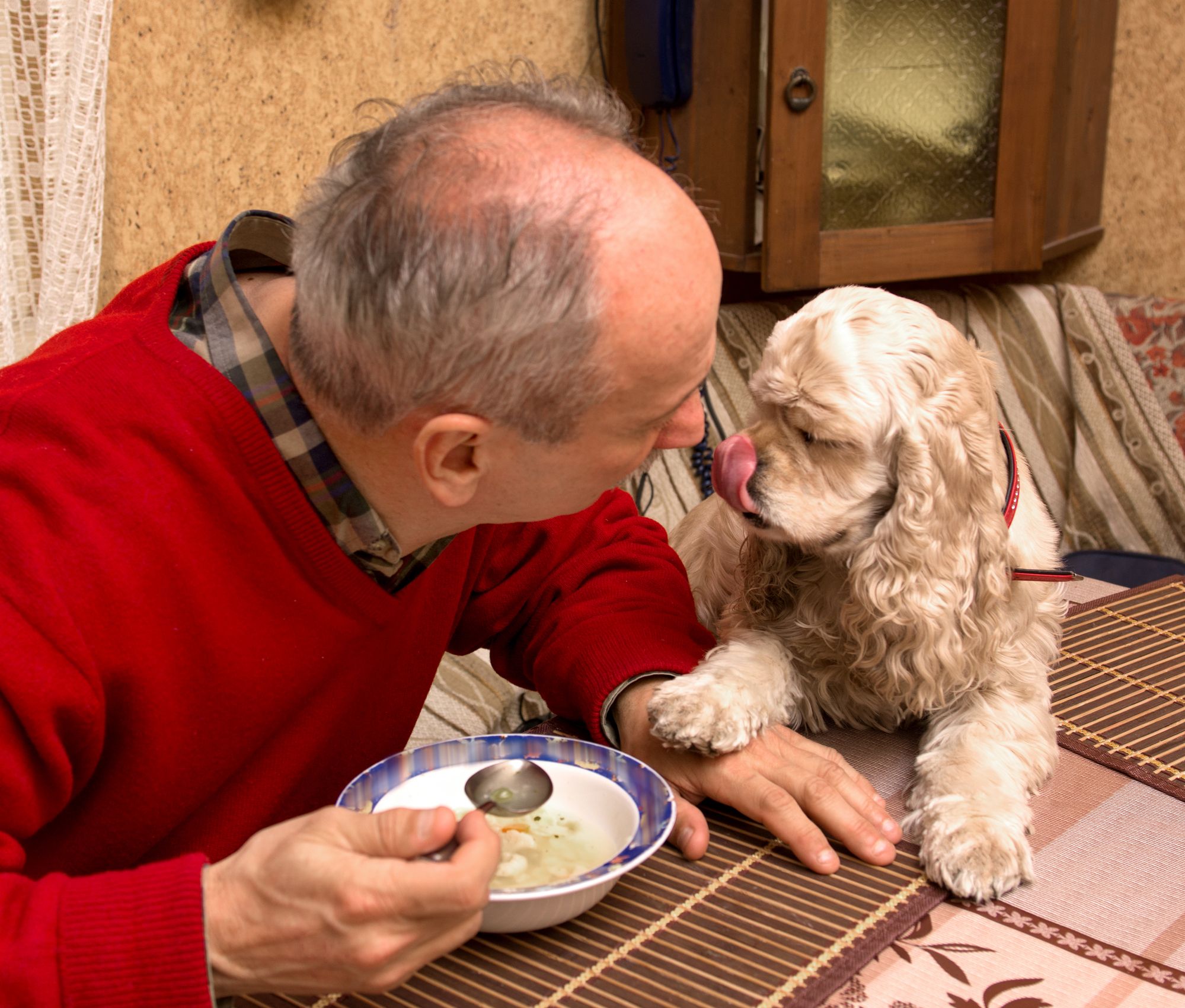 Comida casera para perros con diarrea | RECETAS BARF
