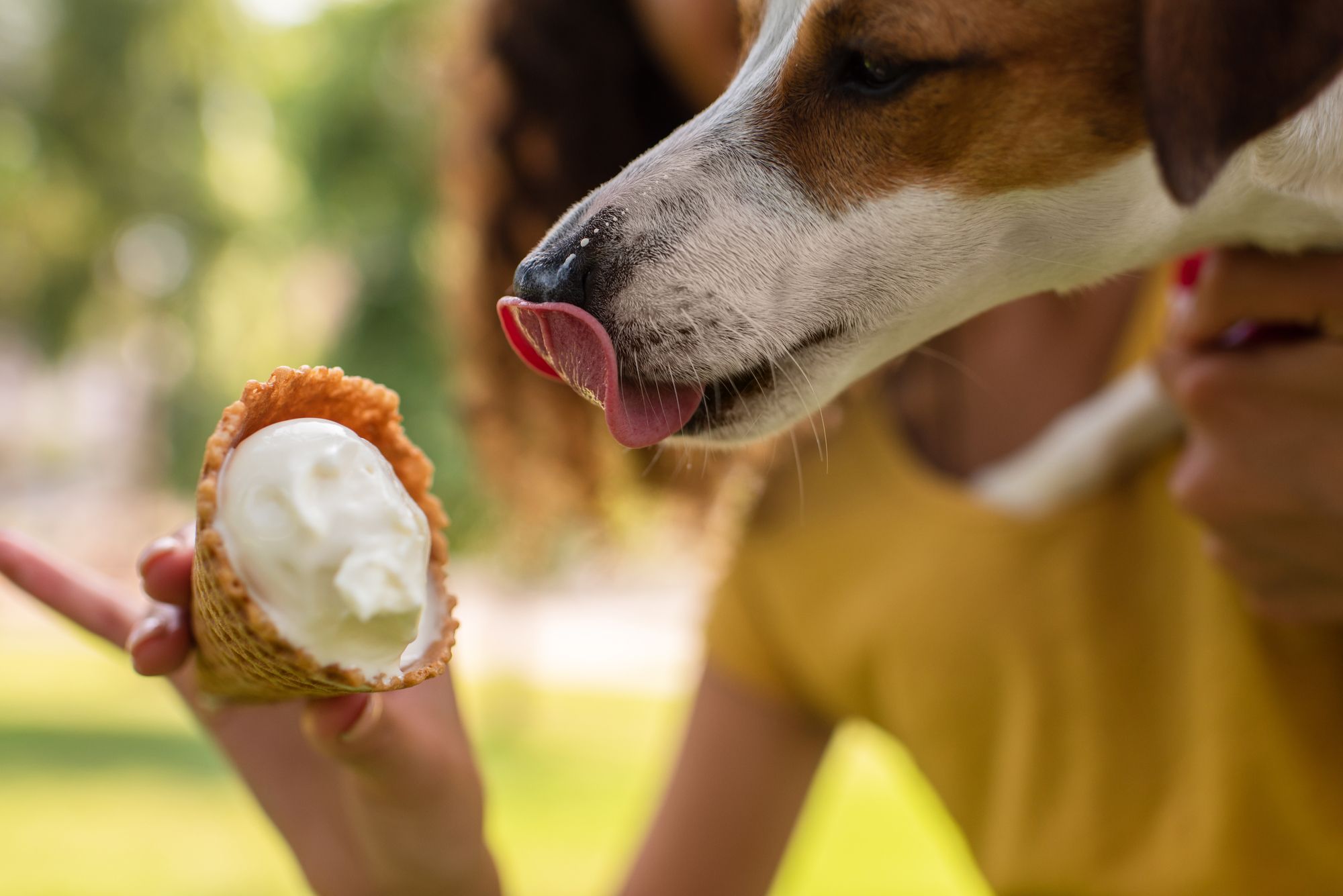 ¿Cuáles helados sí puede comer tu perro? | RECETAS BARF