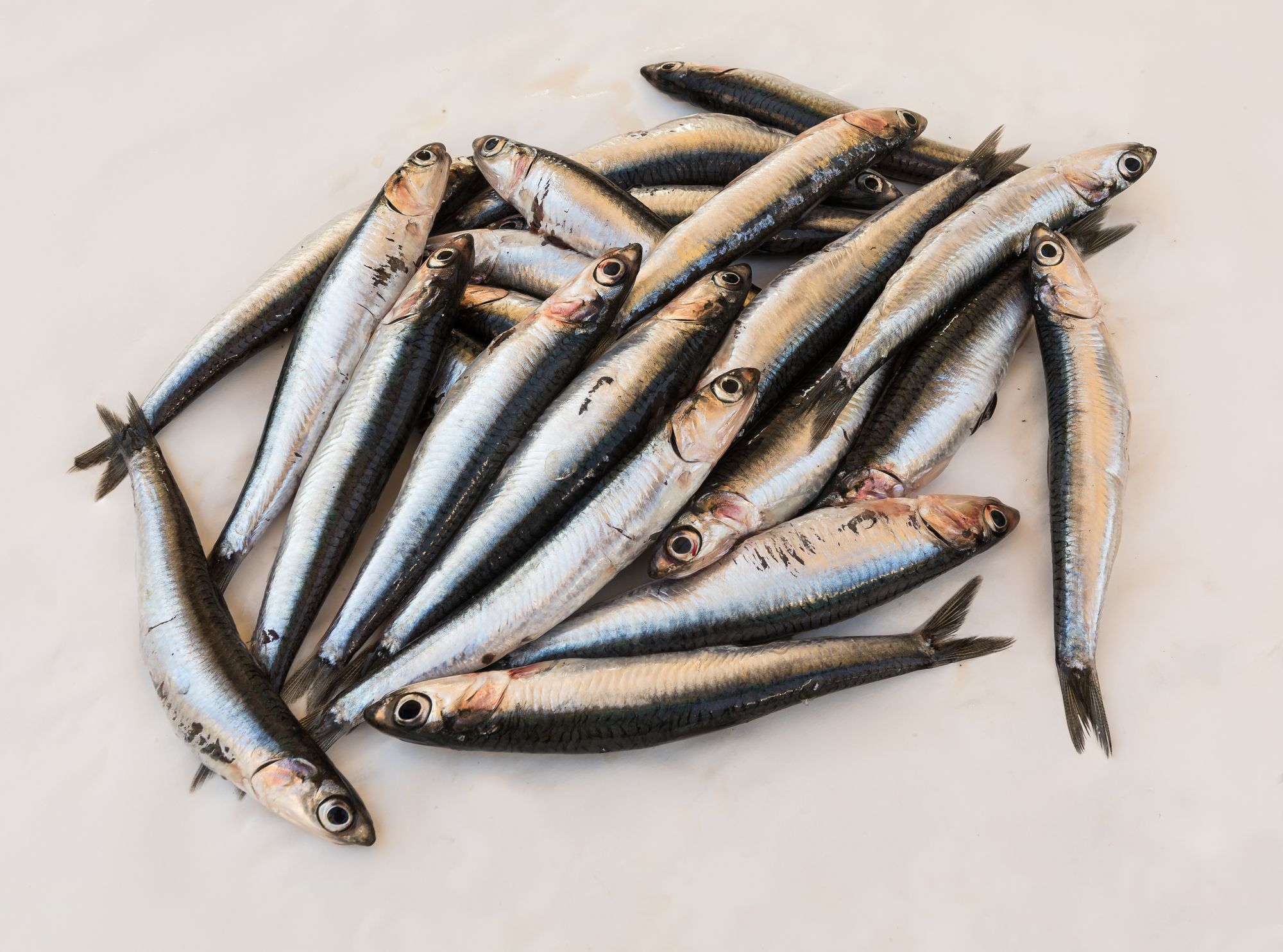 ¿Los perros pueden comer boquerones? | RECETAS BARF