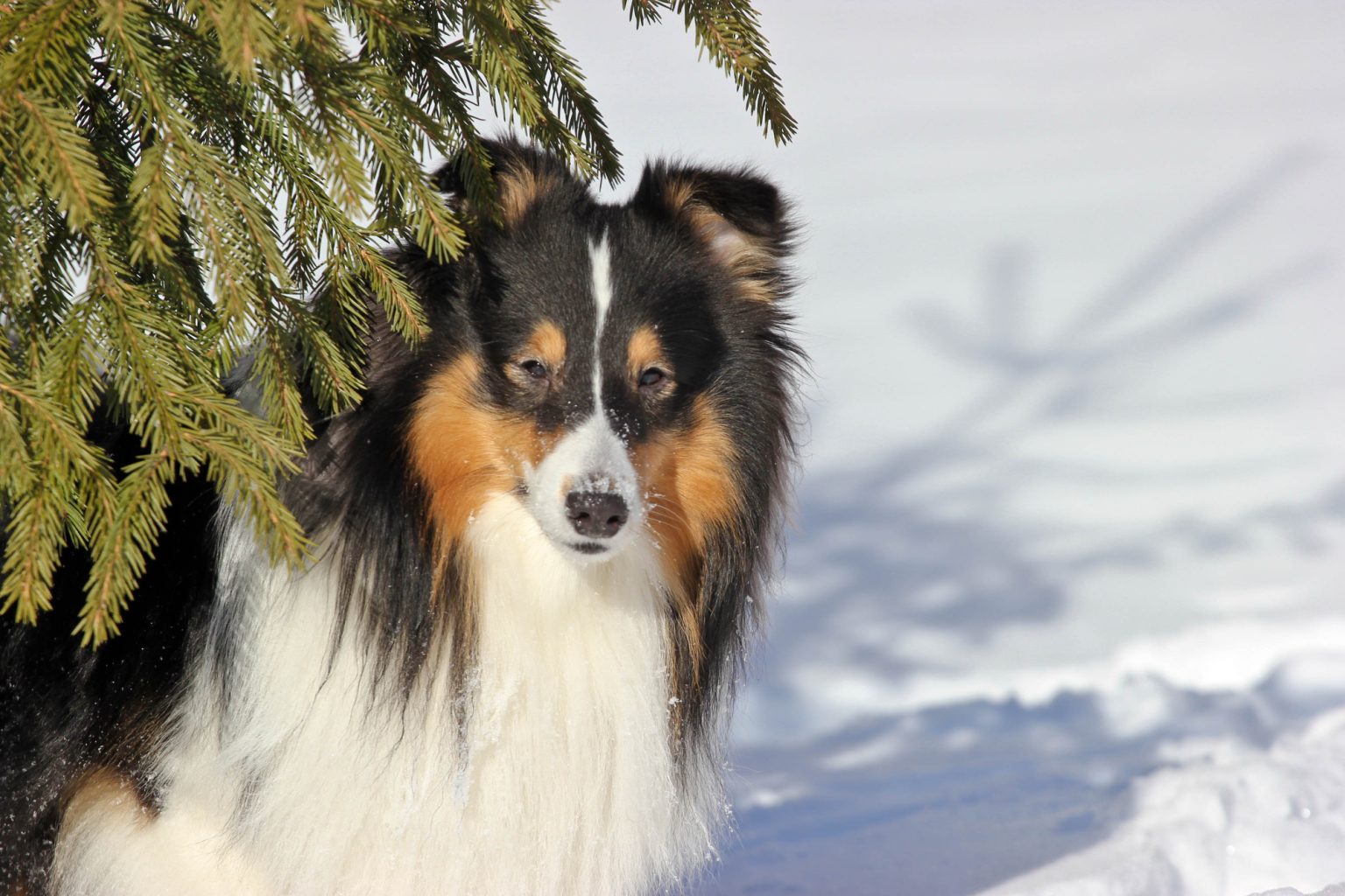 33 razas de perros pastores | RECETAS BARF