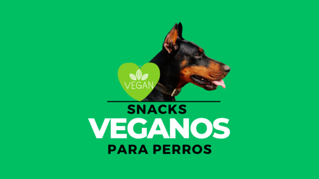 Recetas de snacks caseros para mascotas